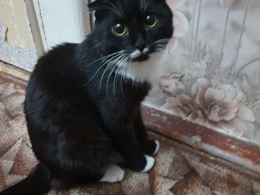 Британская кот в дар