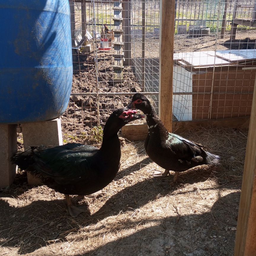 Мускусные утки