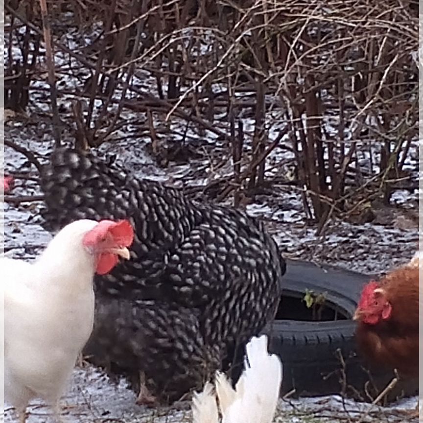 Мехеленская кукушка