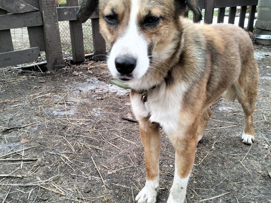 Пёс-подросток Макс