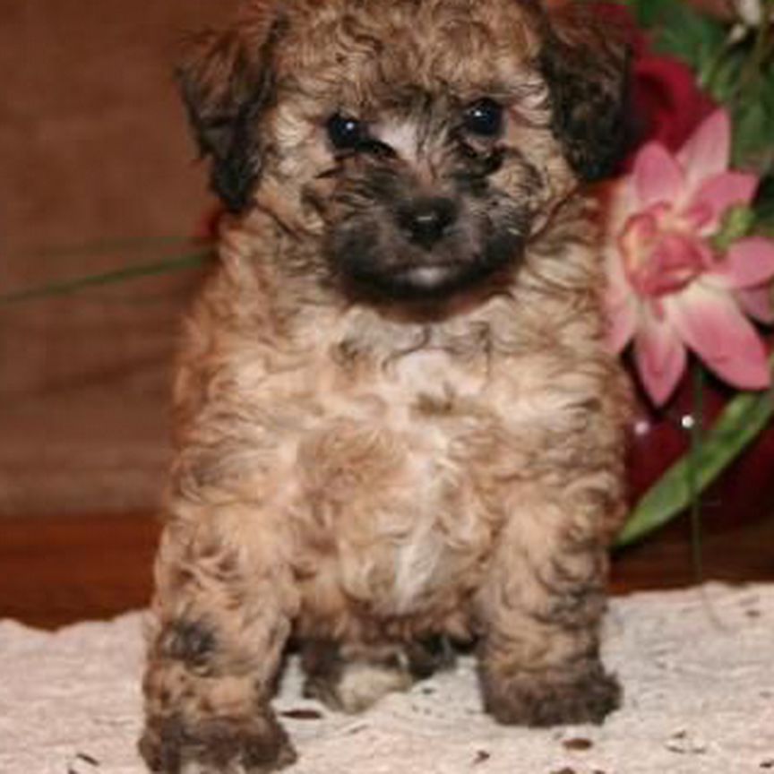 Мальтипу, щенок