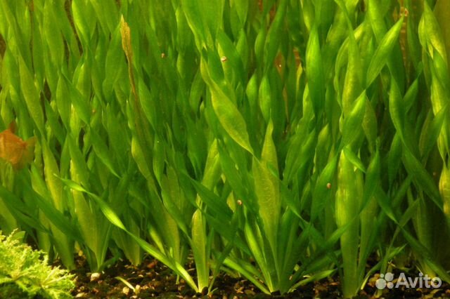 Аквариумные растения