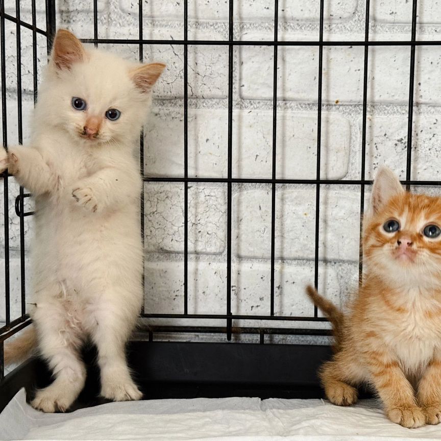 Котята в добрые руки
