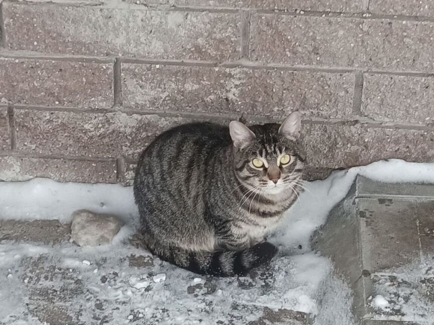 Несчастный кастрированный котик остался бездомным