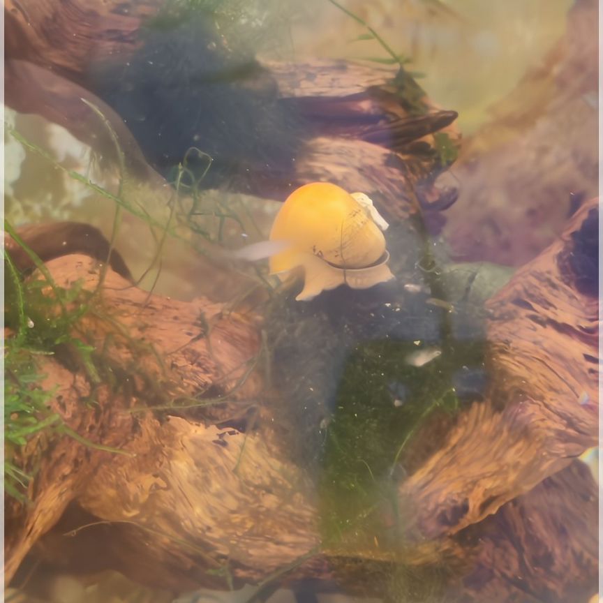 Отдам улитки ампулярии