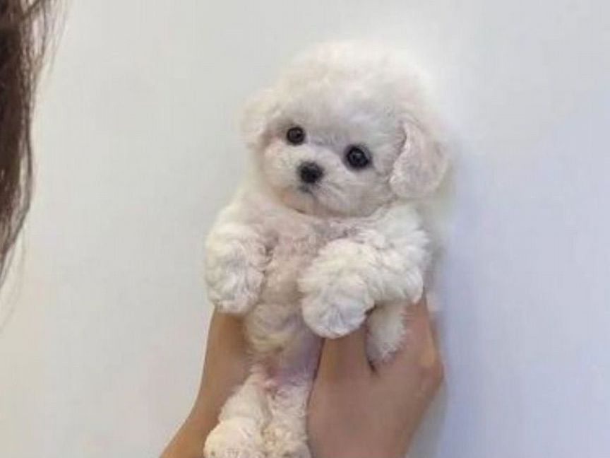 Мальтипу микро тедди