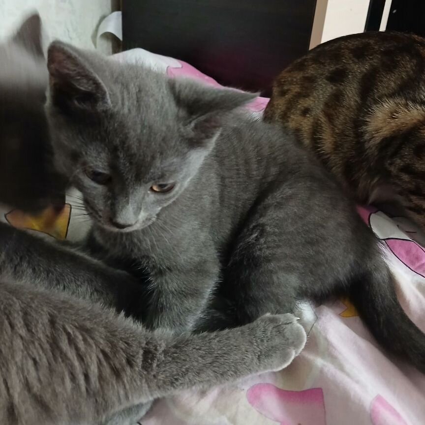 Британский короткошёрстный котёнок