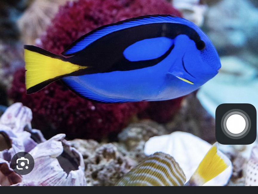 Рыба хирург, 5 лет