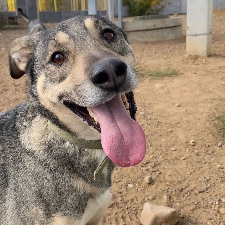 Серый волчок с доброй душой