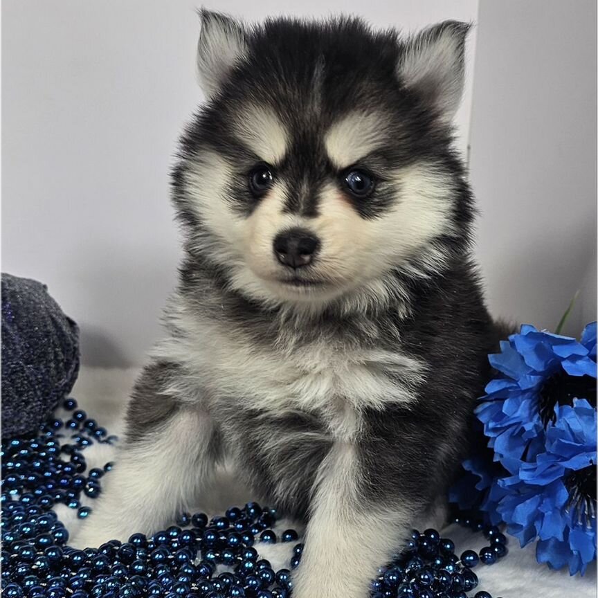 Помски, щенок