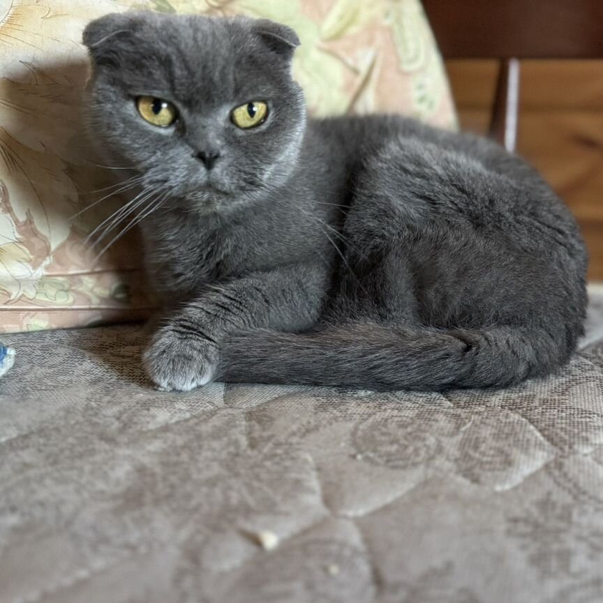 Британская кошка вислоухая
