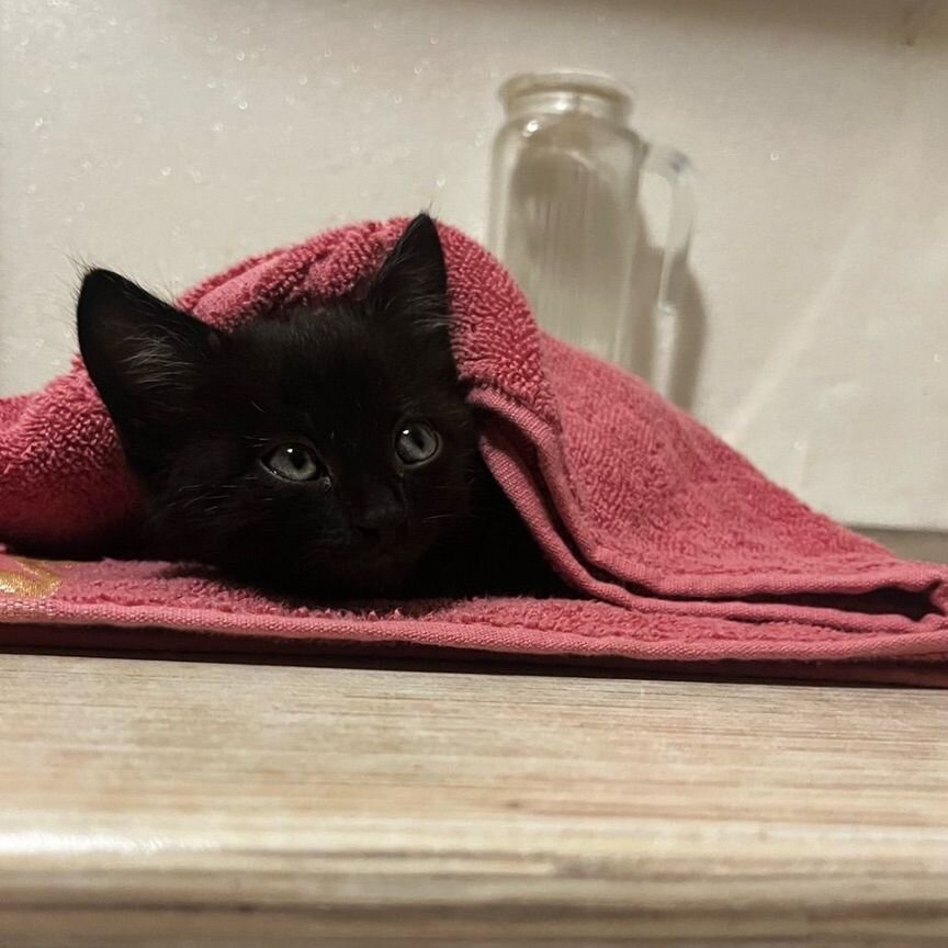 Котенок