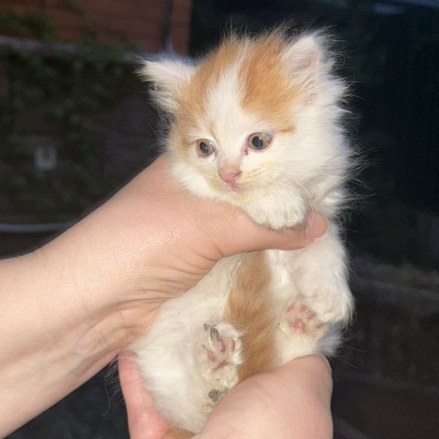 Котенок