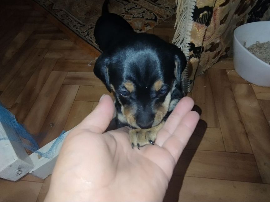 Такса