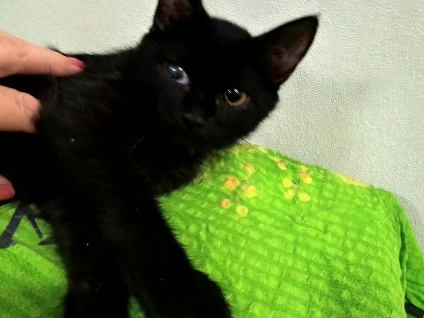Котенок- оптимист, 2,5 мес