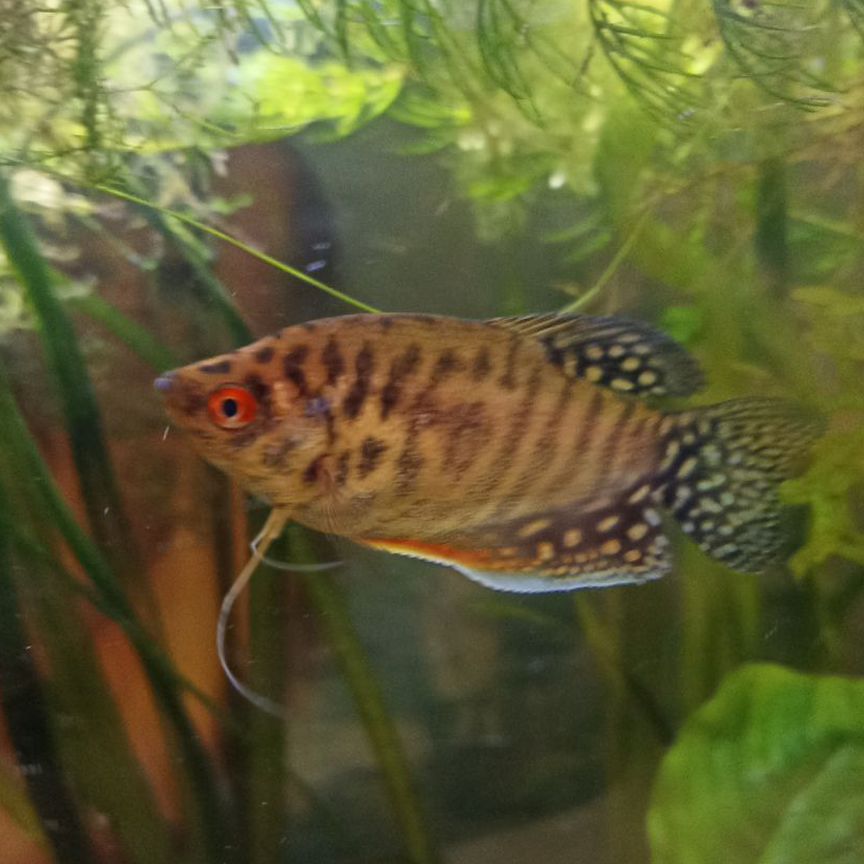 Гурами золотой