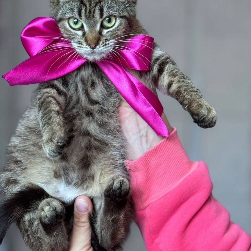 Милый котенок Сюзи живет в приюте