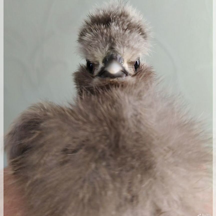 Китайские шелковые цыплята