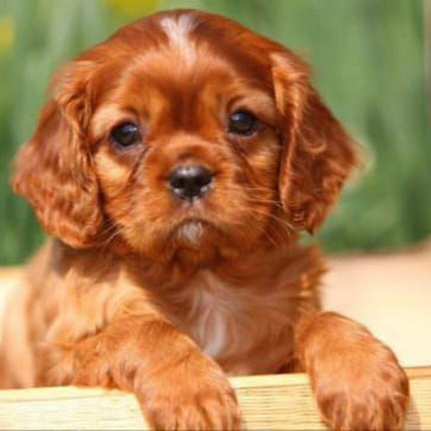 Кавалер кинг чарльз спаниель