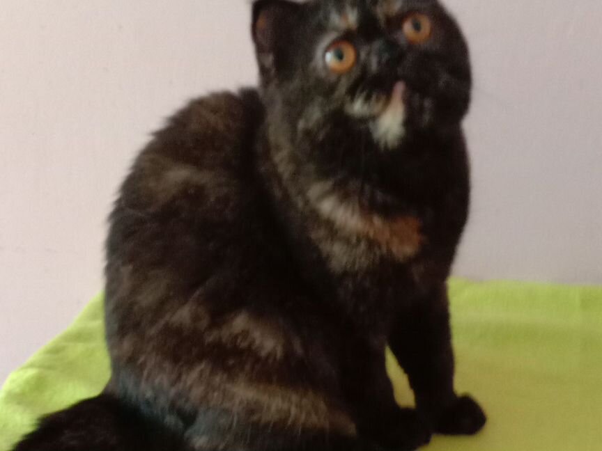 Кошки