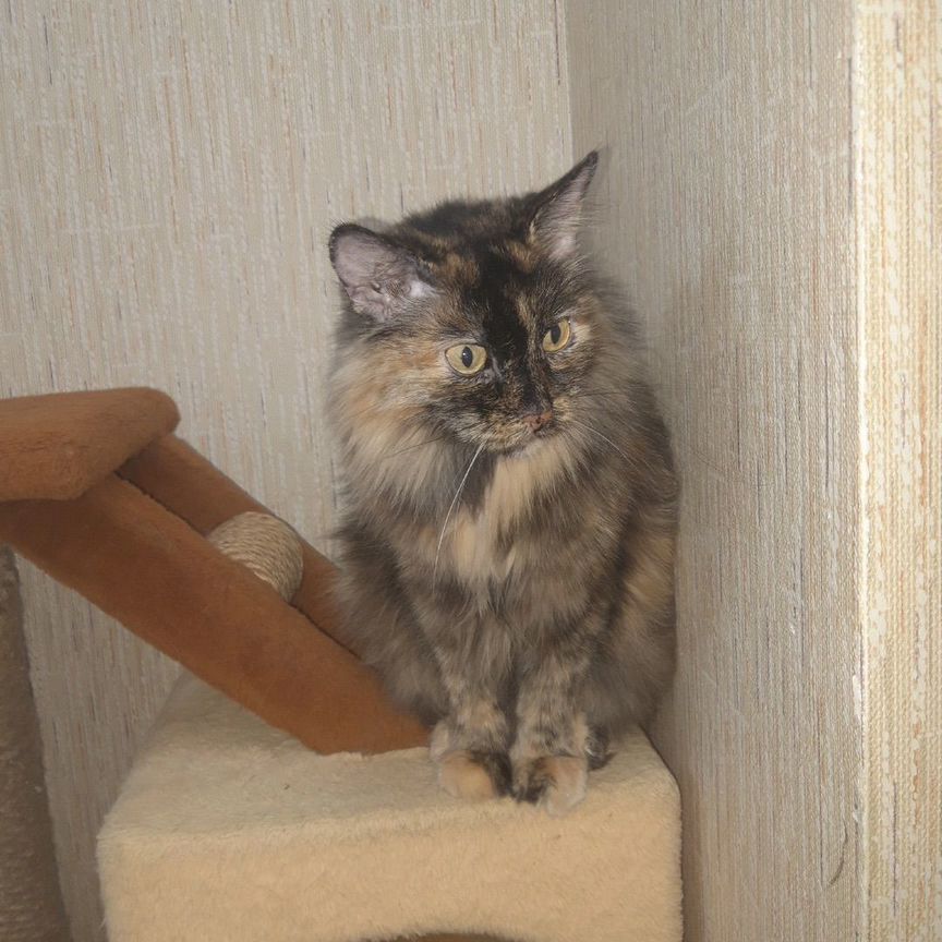 Кошка