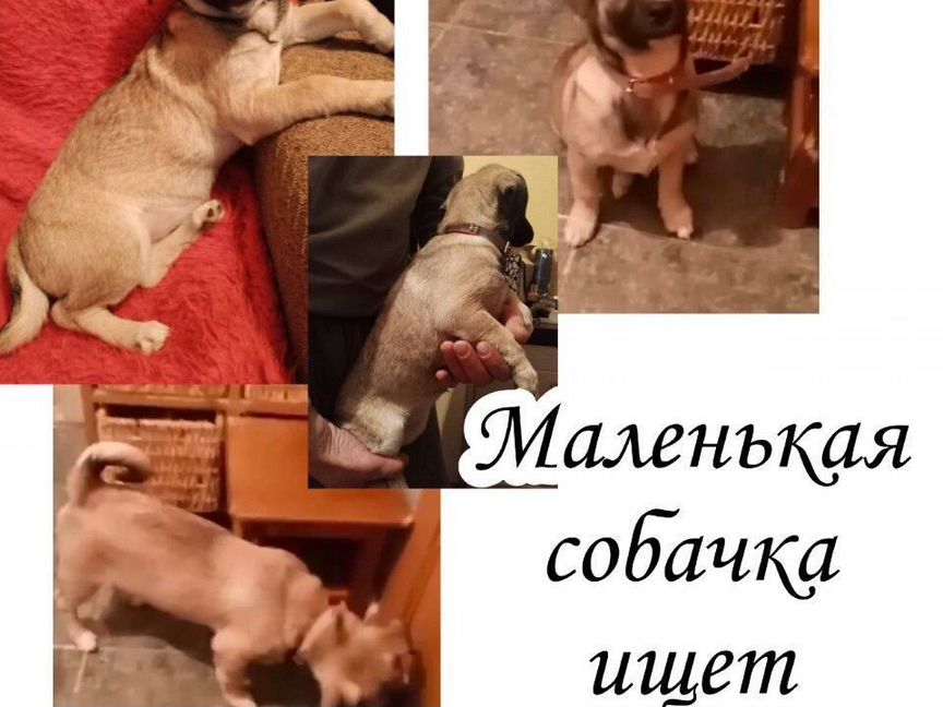 Щеночек Фрося 5 мес в хорошие руки
