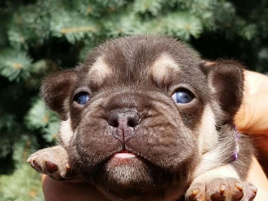 Шоколадная булочка