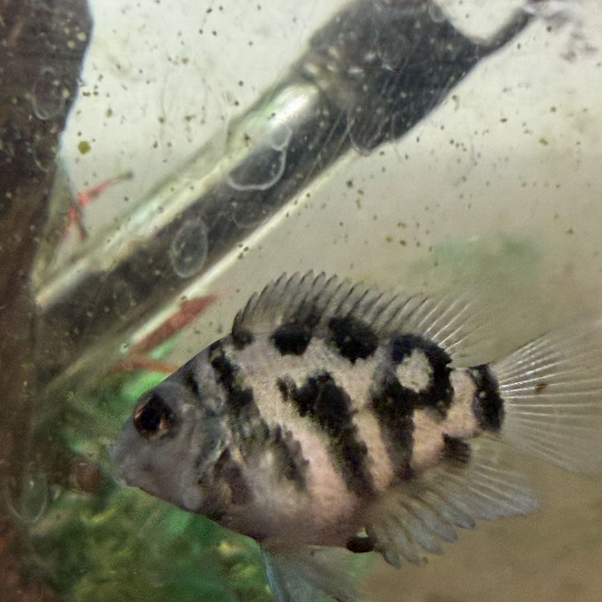 Аквариумные рыбки Синий Попугай, цихлиды