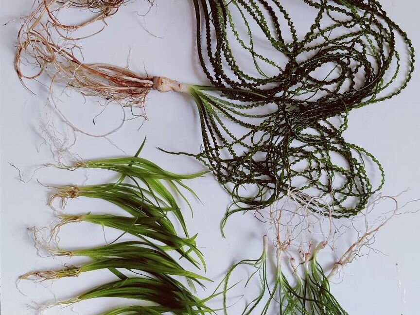 Аквариумные растения