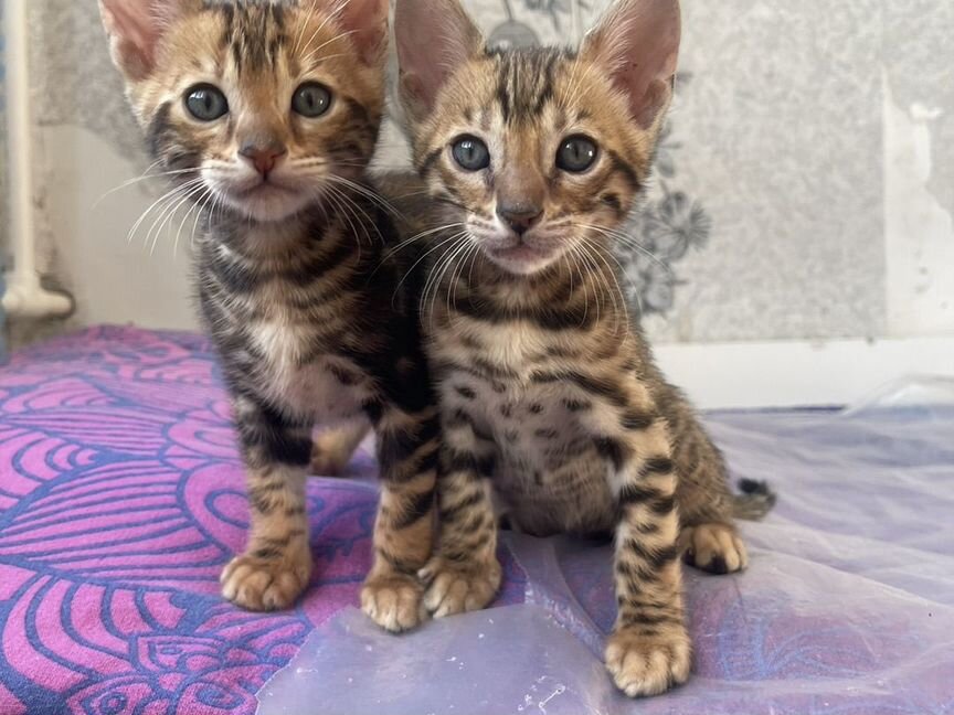 Бенгальские котята