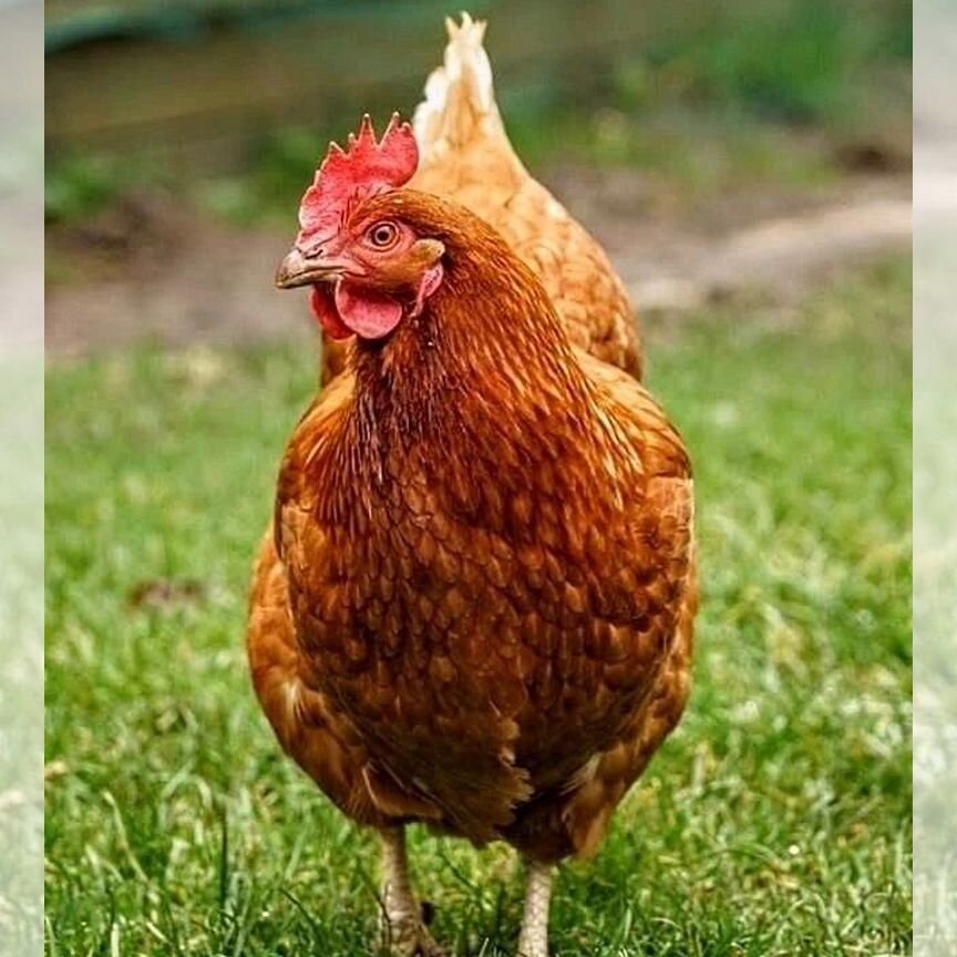 Куры несушки с доставкой