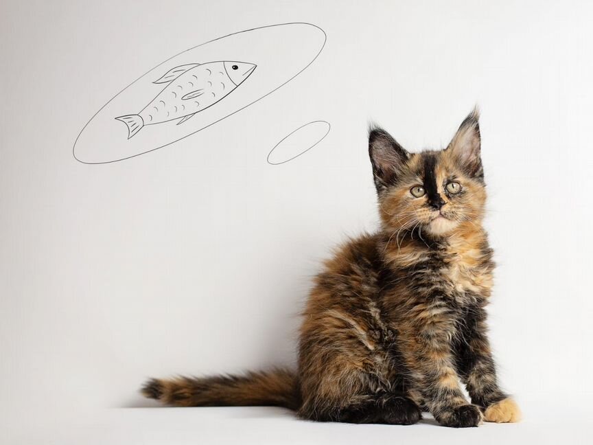 Котята мейн-кун
