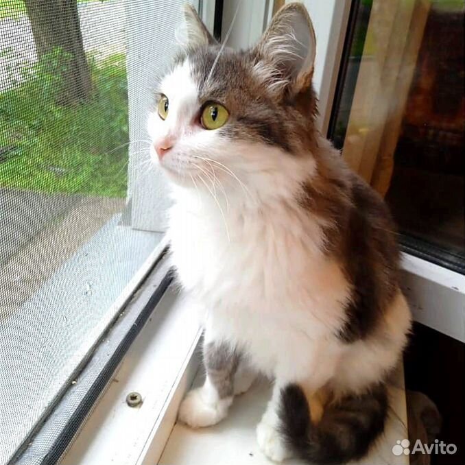 Маленькая, хорошенькая и бойкая кошечка Ася