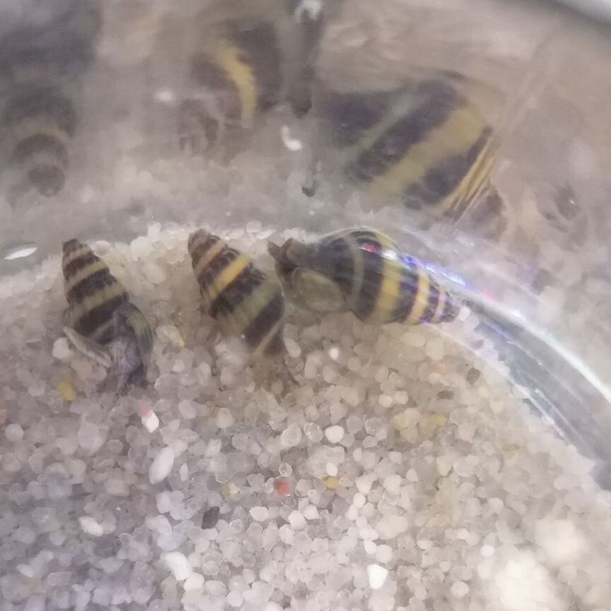 Улитка хелена