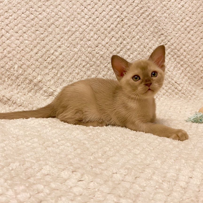 Бурманские котики
