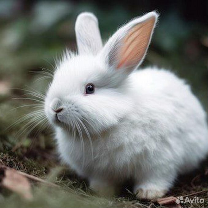 Мини карликовый кролик