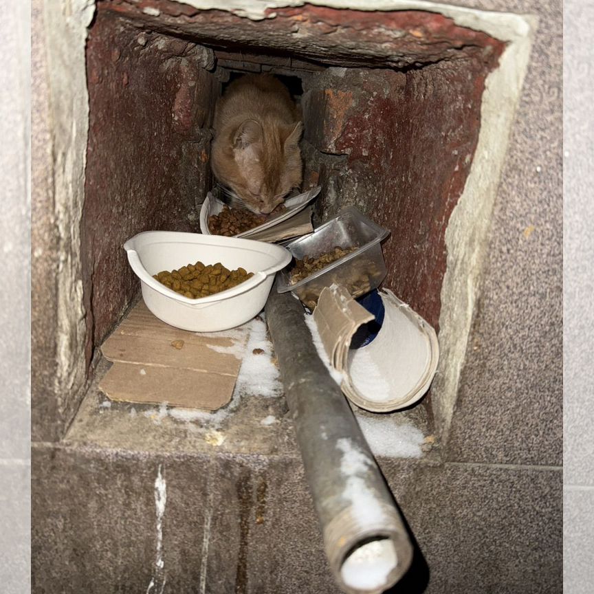 Взрослый кот в добрые руки