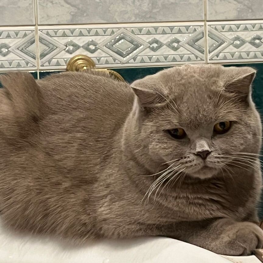 Британская кошка бесплатно