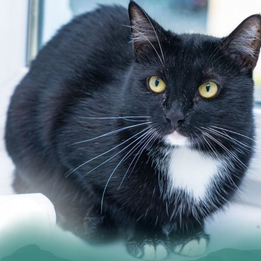 Кастрированный, с вет. Паспортом, умный котик