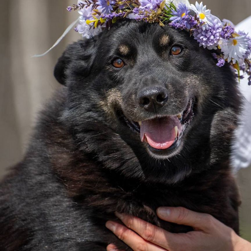 Взрослая собака в добрые руки