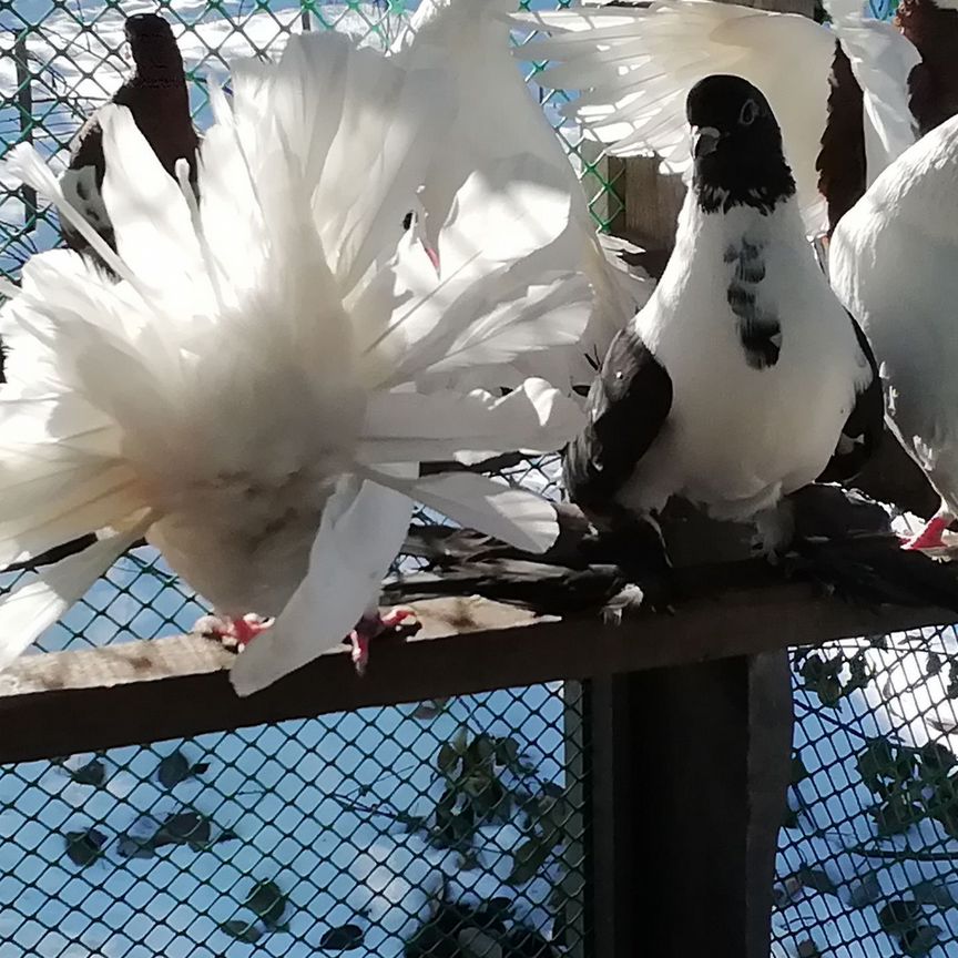 Покупка продажа голубей, Копейск