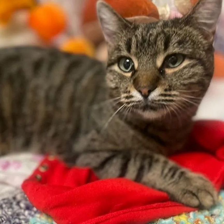 Кошечка в приюте