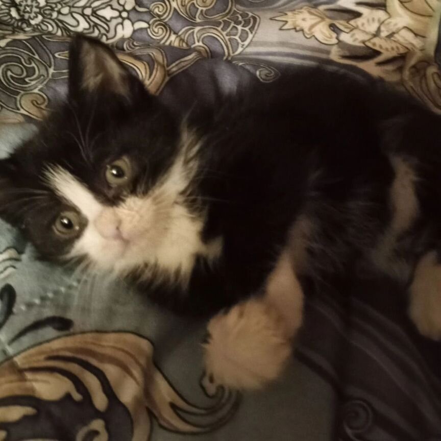 Котятки 1.5 мес в добрые руки Окрас на выбор