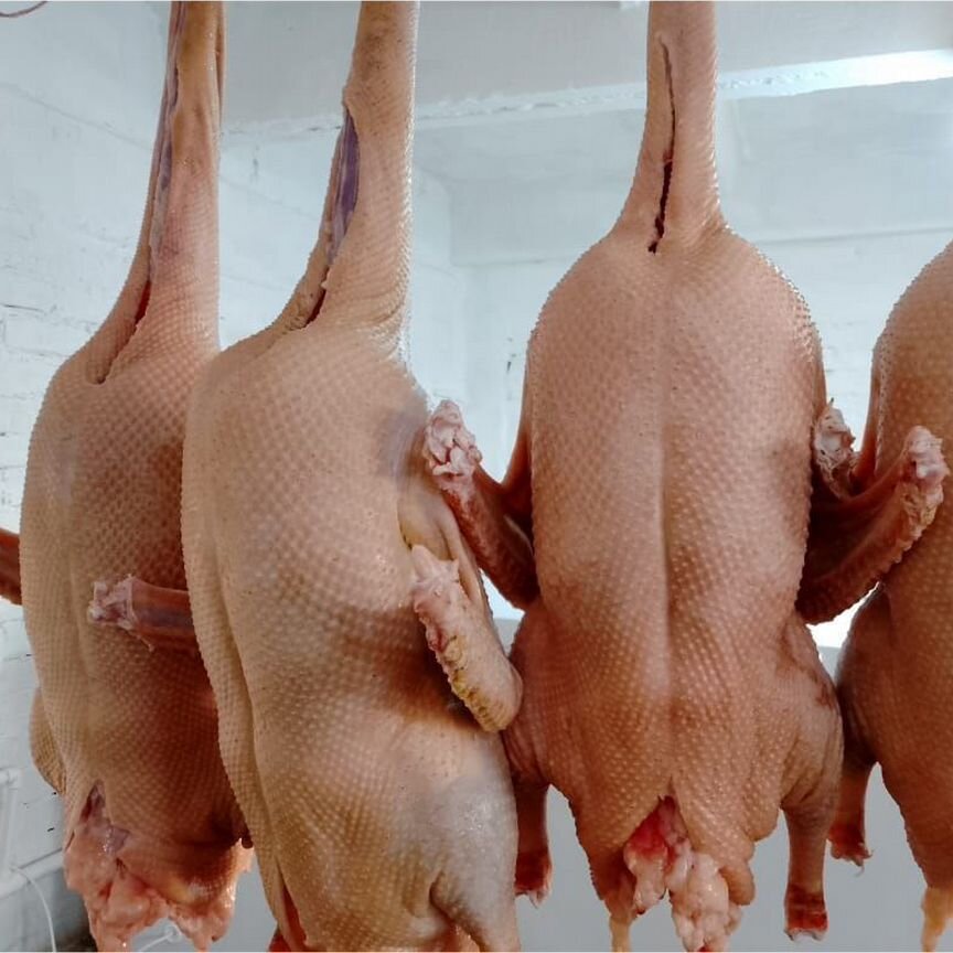 Мясо гуся деревенского