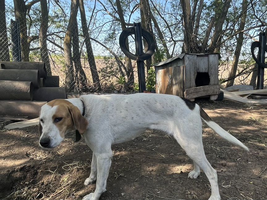 Русская пегая гончая