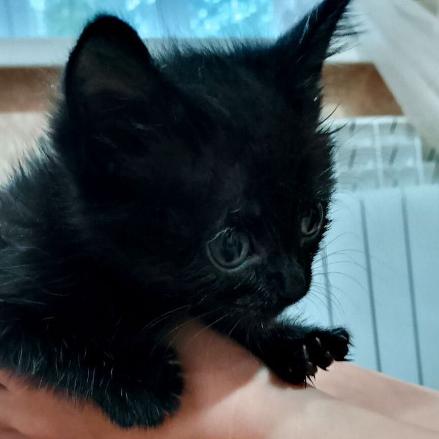 Котята в добрые руки бесплатно