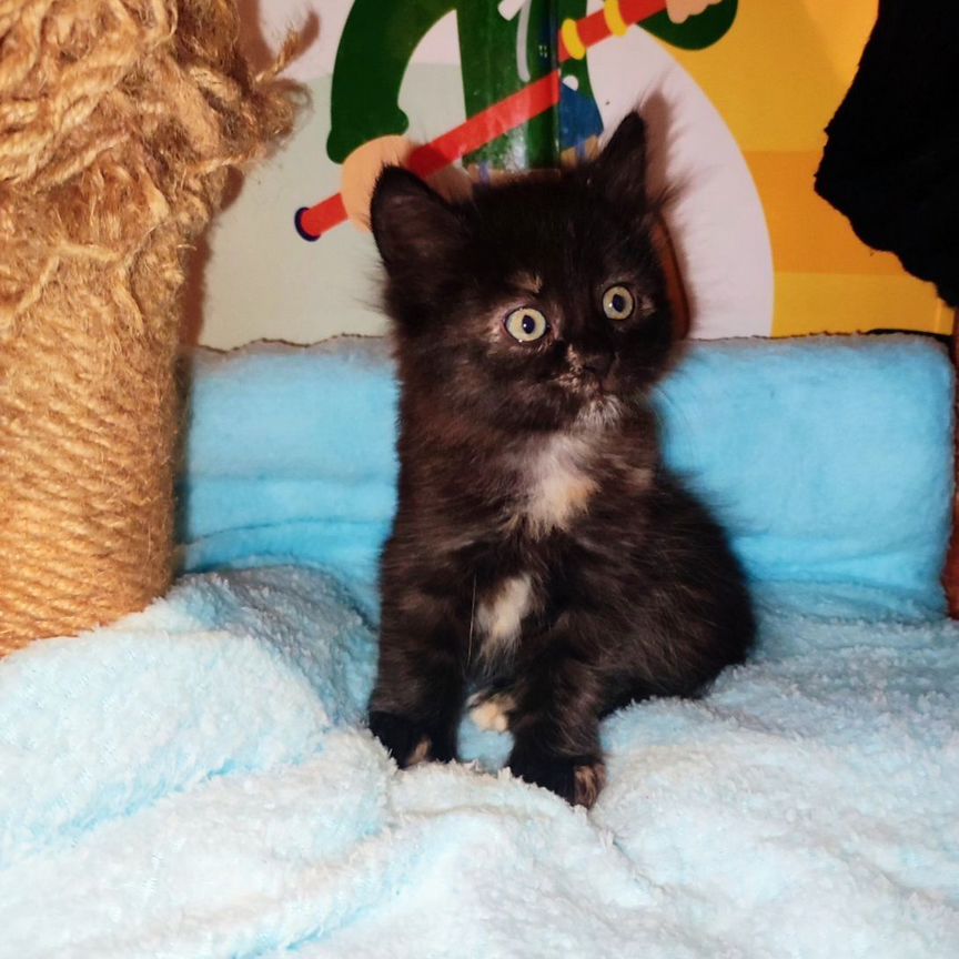 Малышка Сонечка, 2 мес. В добрые ручки