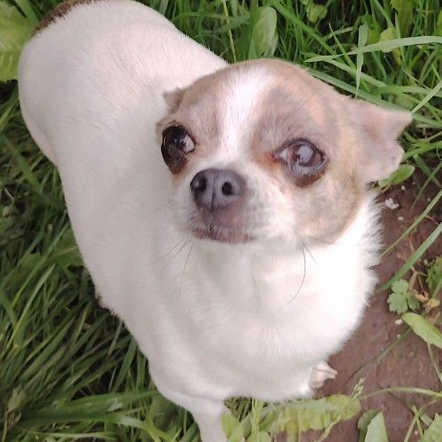 Чихуахуа, взрослая собака