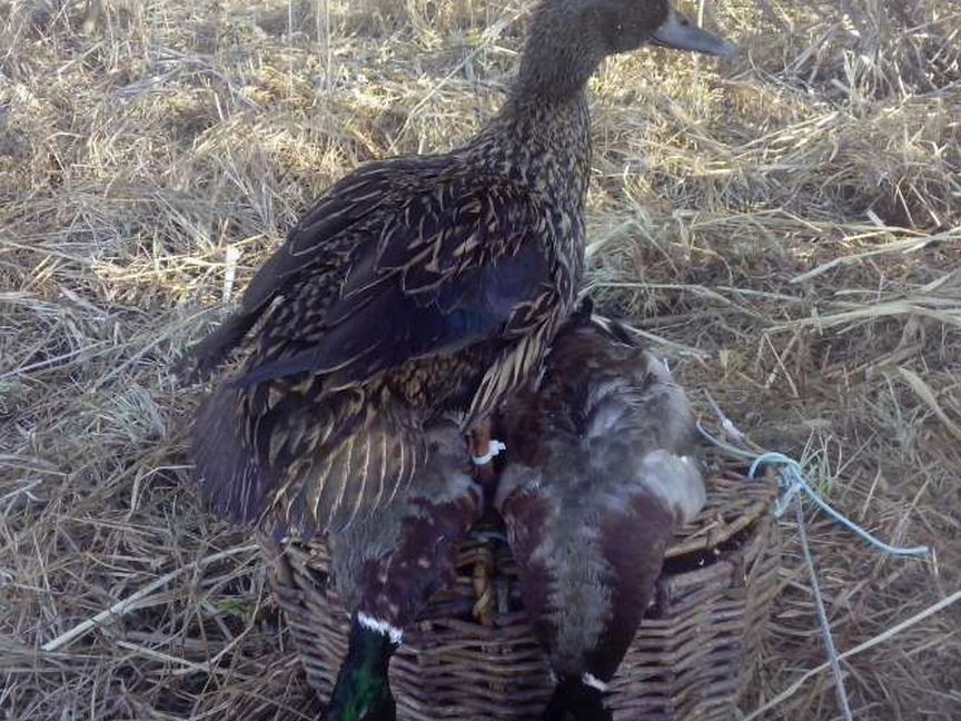 Утки подсадные чубарые Семеновской породы