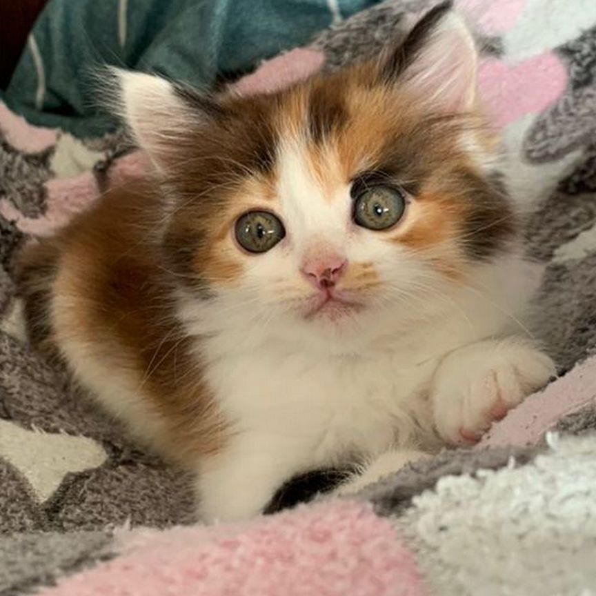 Котята